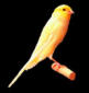 The Yorkshire Canary