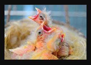 Your Baby Canaries Need A Little Extra Care